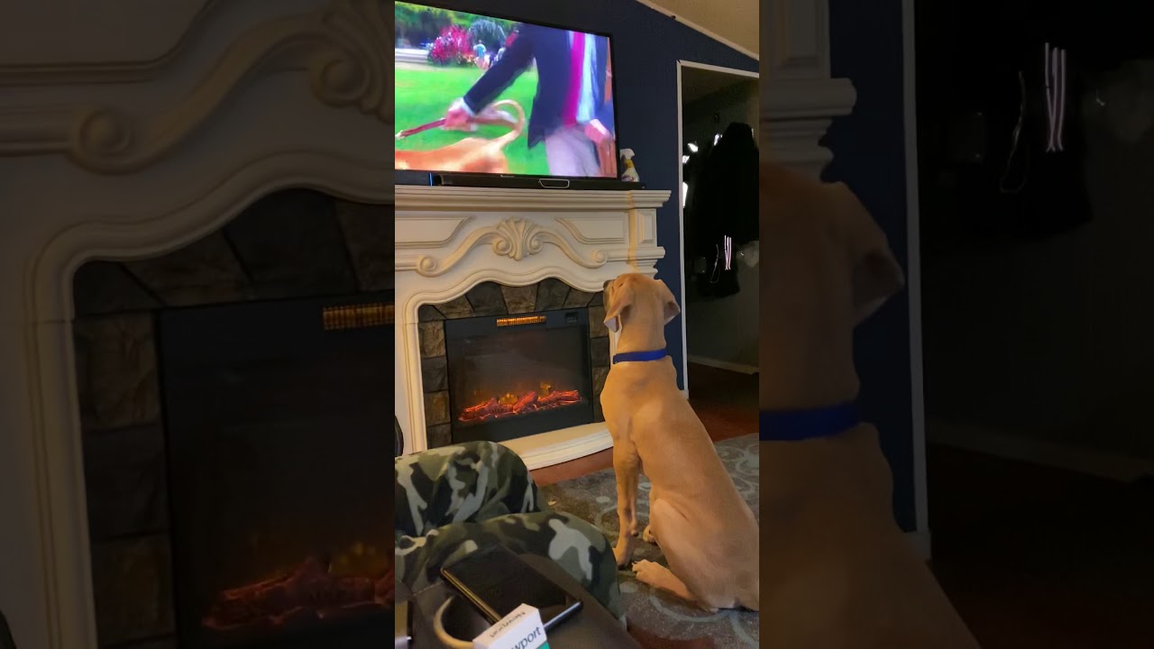 Great Dane Pup watching Marmaduke - YouTube