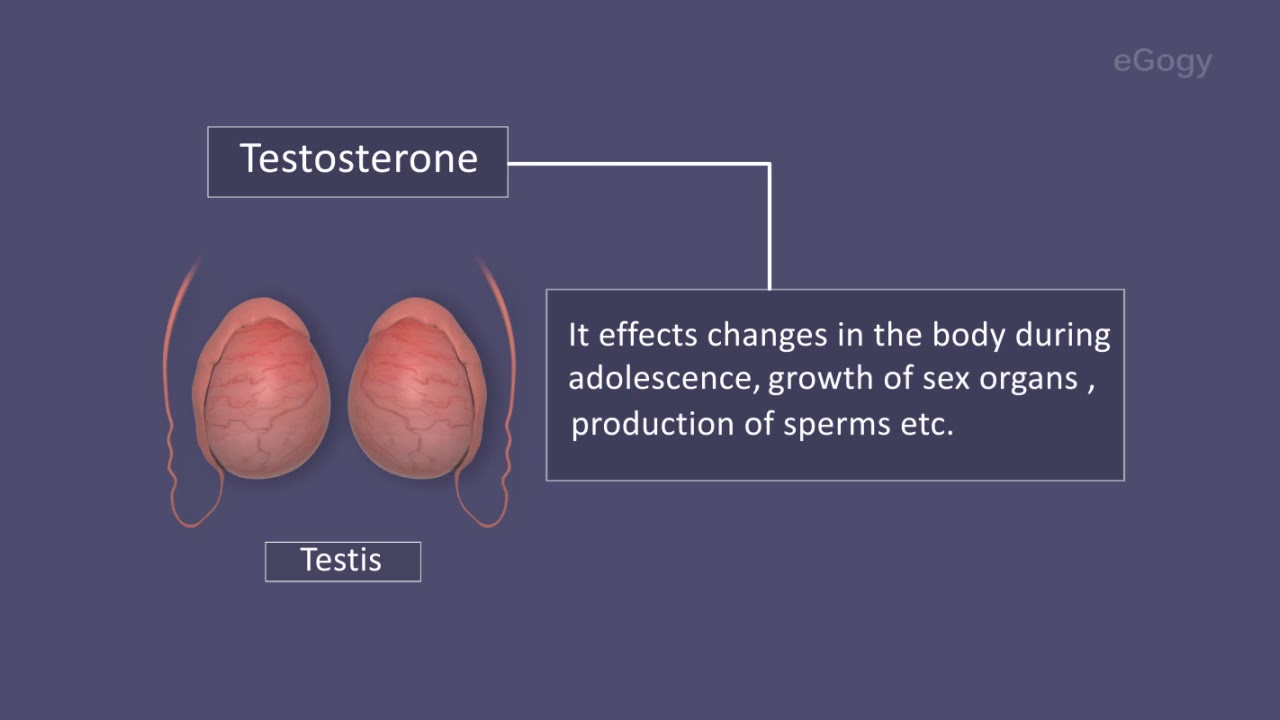 Sex Hormones Youtube