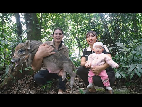 Skills in hunting wild boars with bare hands, bringing them back to raise on the farm, farm life