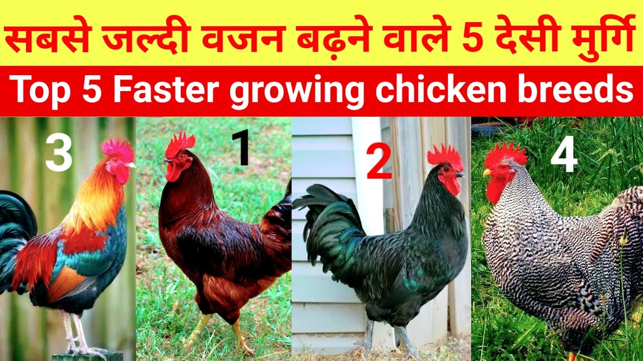 सबसे जल्दी वजन बढ़ने वाले 5 देसी मुर्गि(Top 5 Faster growing chicken ...