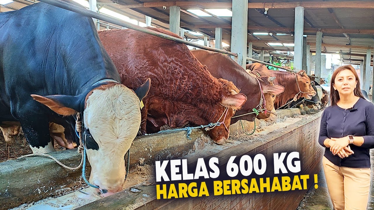 Puasat Sapi Qurban Berkualitas Bobot 600 Kg Harga Bersahabat - YouTube