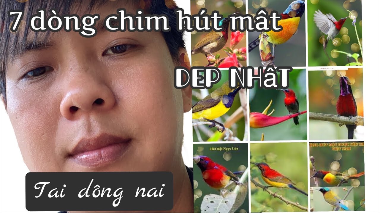 7 dòng chim đẹp nhất - YouTube