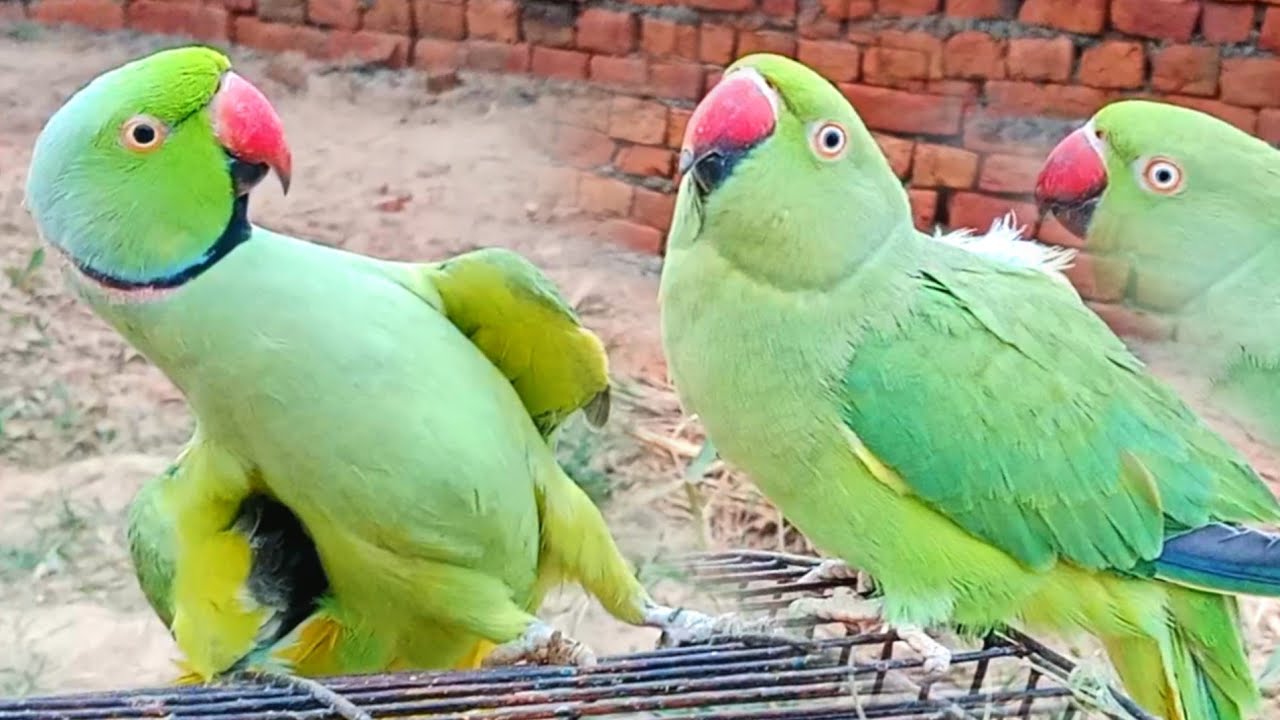 Parrot Jora Compilation And Ringncek Parrot - YouTube