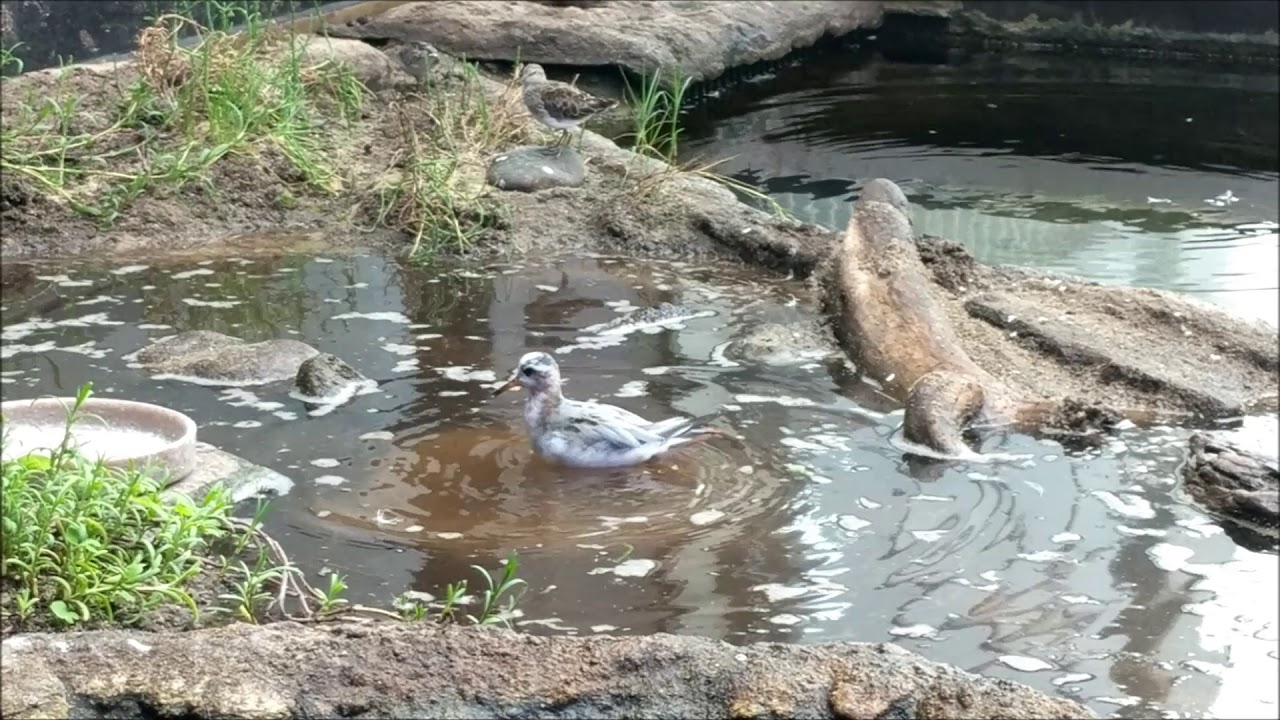 Initial Duck - YouTube