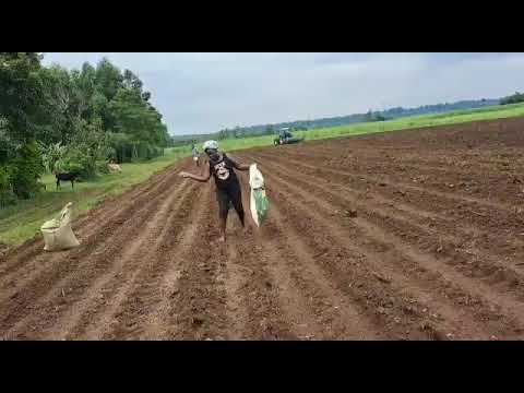 A Farmer planting Boma Rhodes in Western Kenya. - YouTube