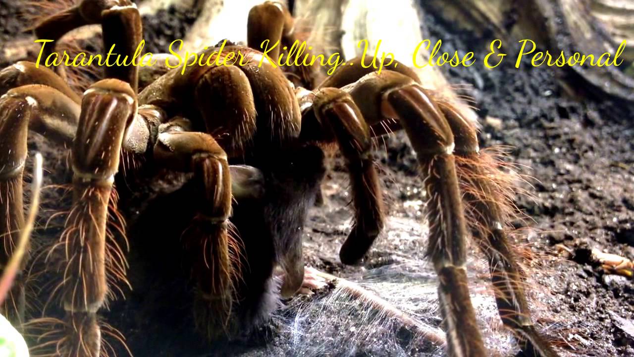 Tarantula Spider Killing..Up, Close & Personal - YouTube
