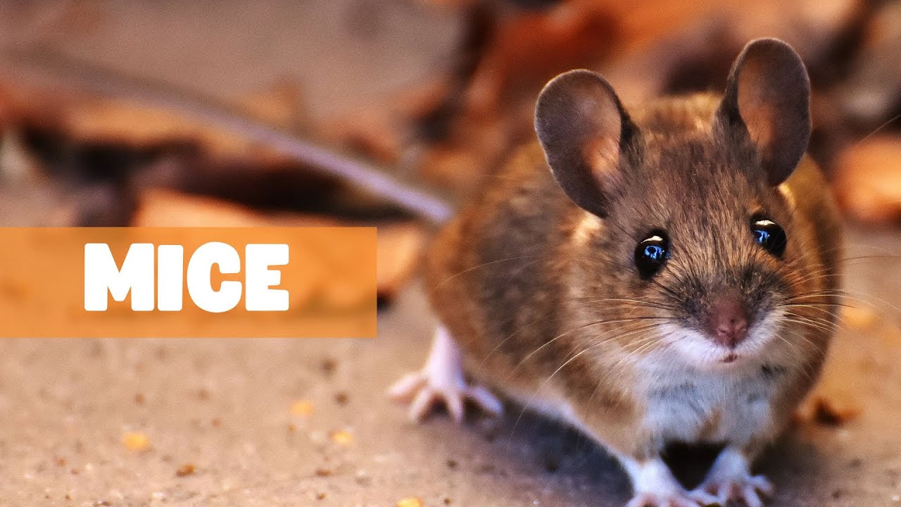 DISCOVERING MICE: EXPLORING THEIR FASCINATING WORLD - YouTube