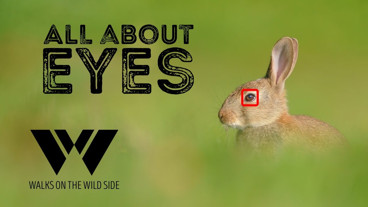 Getting eyes right in wildlife photography, and photos of rabbits - YouTube