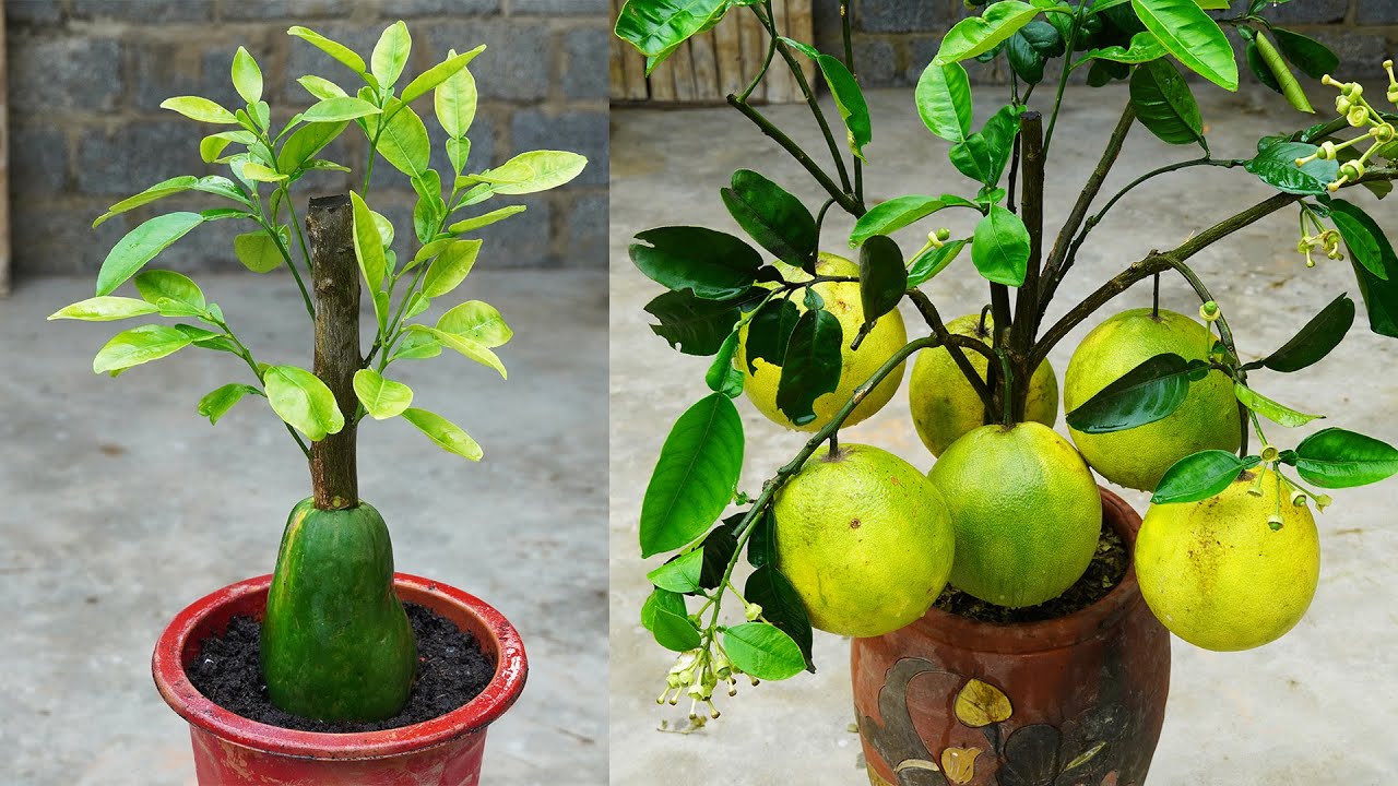 How To Grow Pomelo By Cuttings For Many Fruits - YouTube