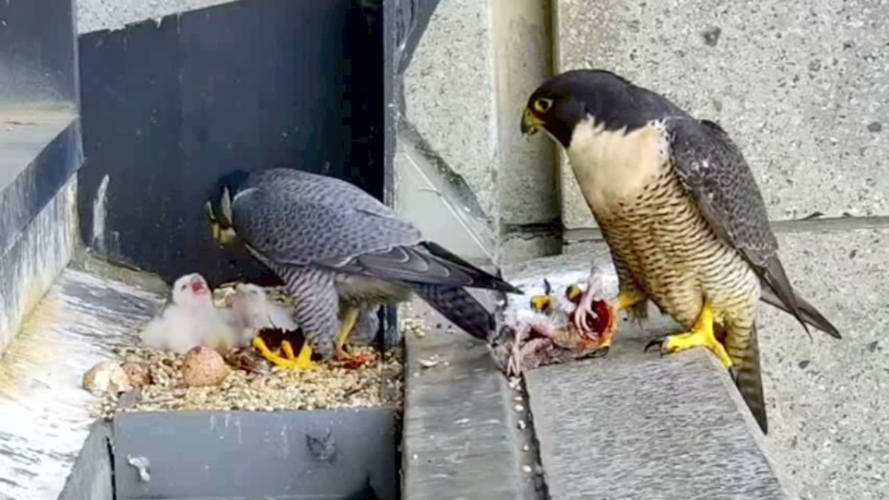 367 Collins Falcons: Early Evening Feeding - Both Parents! 2 Oct 2021 ...