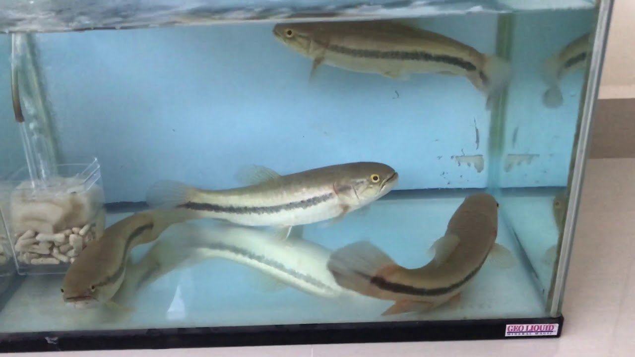 25cm hoplerythrinus unitaeniatus - YouTube