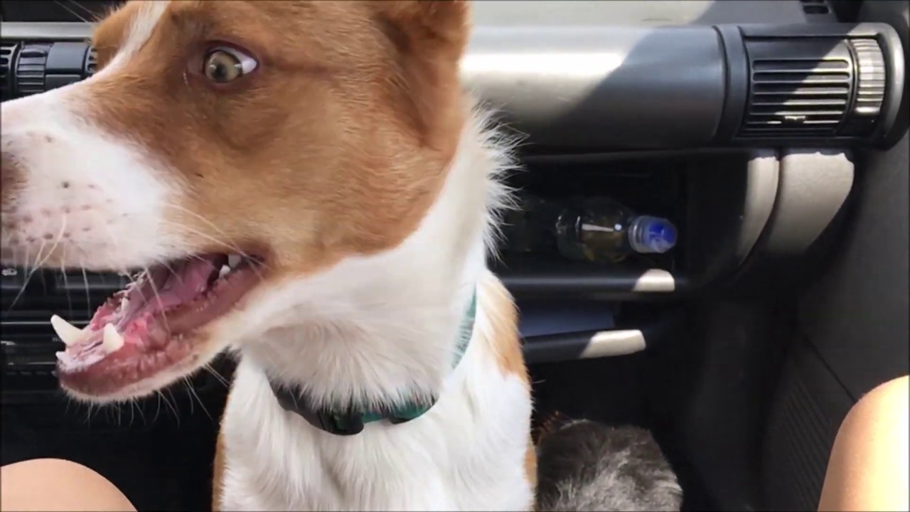 Hunter Border Collie | 2 years - YouTube
