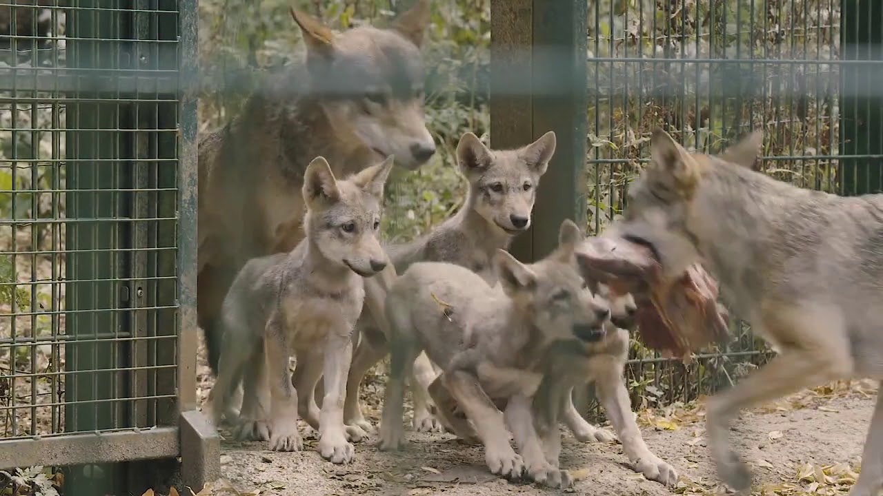 Turner's Tales - Wolf Pups! - YouTube