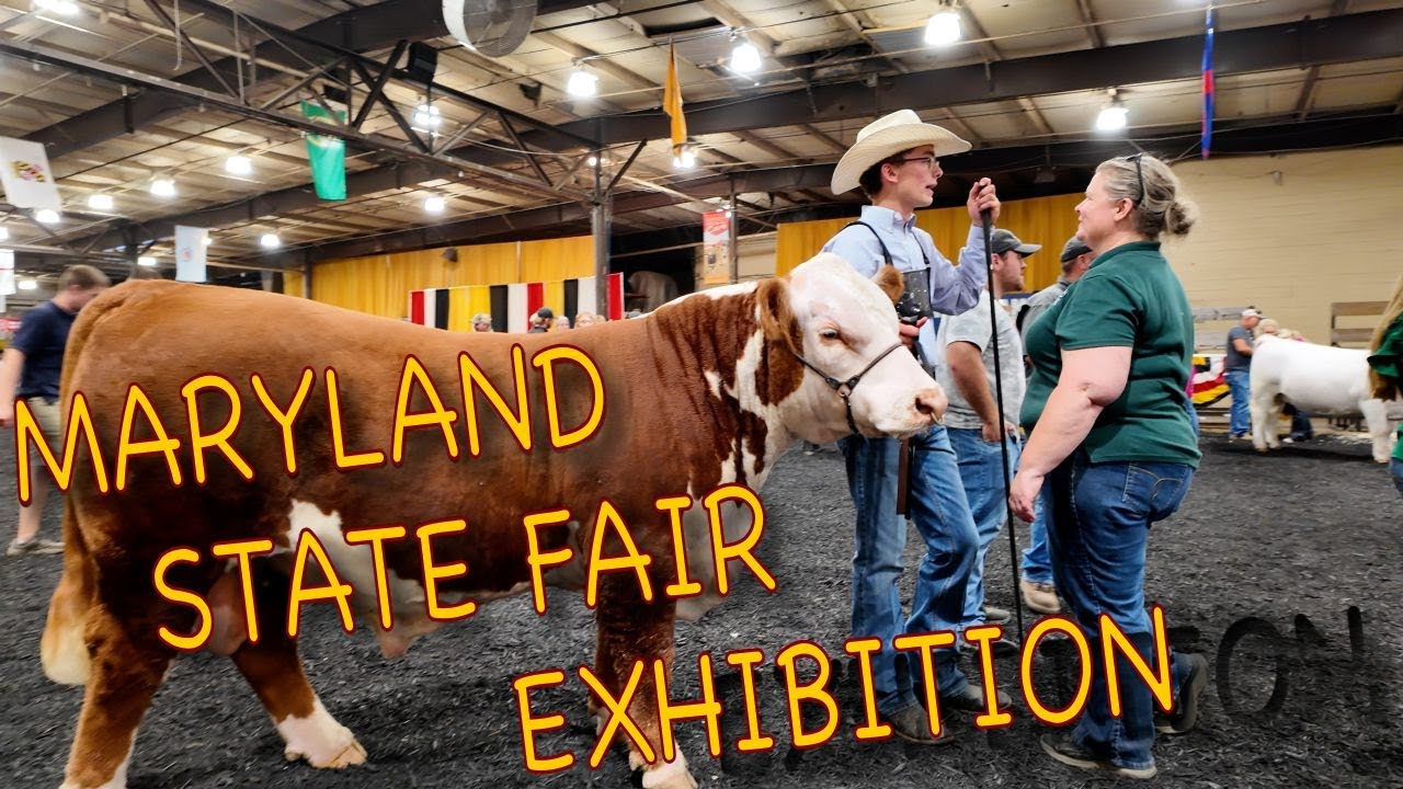 🇺🇸 [4K] Maryland State Fair/ Cattle Show/ Exhibition of farm animals in ...
