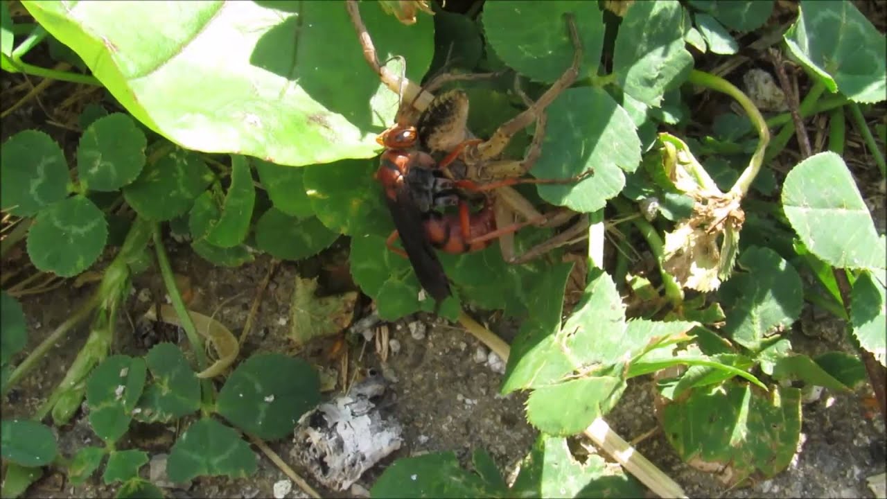 Wasp Eats Spider - YouTube