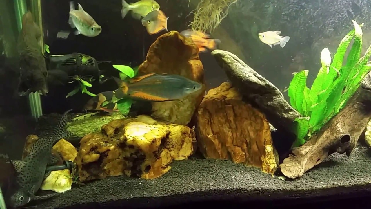 Brazilian Swords Are Not Fully Aquatic Plants; Amazon Swords Are - YouTube