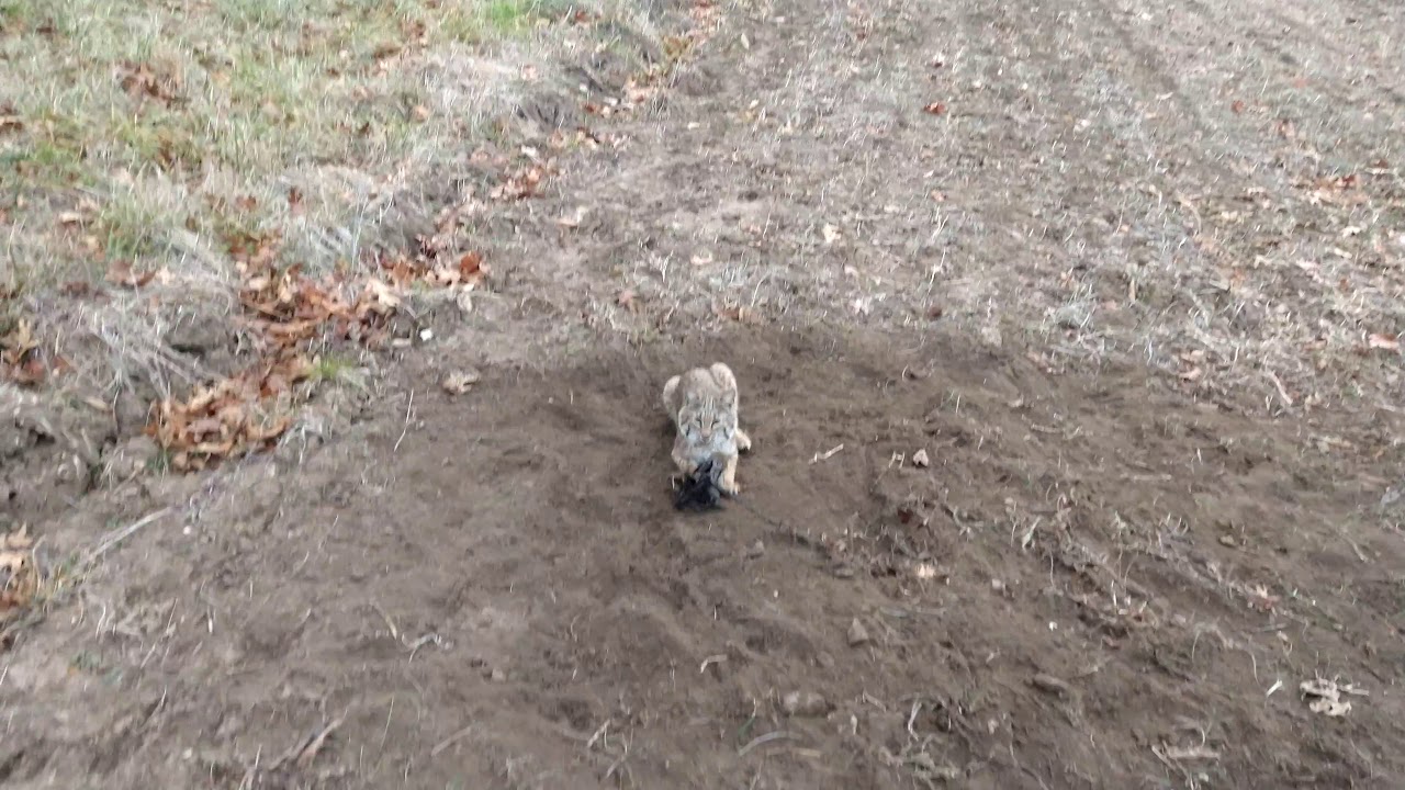 Female Bobcat in bean and creek bottoms. - YouTube