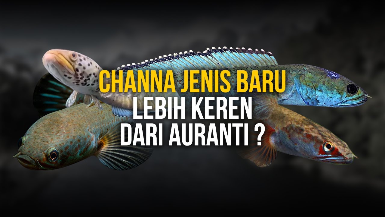 CHANNA-CHANNA JENIS BARU YANG MASUK KE INDONESIA!!! - YouTube