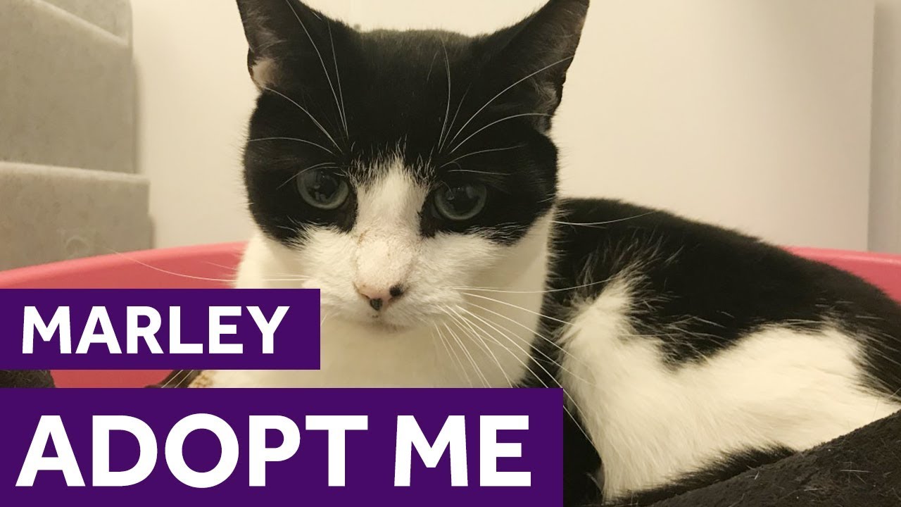 Adopt Marley | Cats | The Mayhew - YouTube