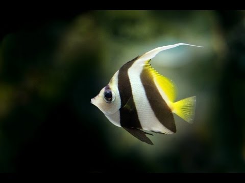My Angel Fish Is sick Will die In his last time!!! - YouTube