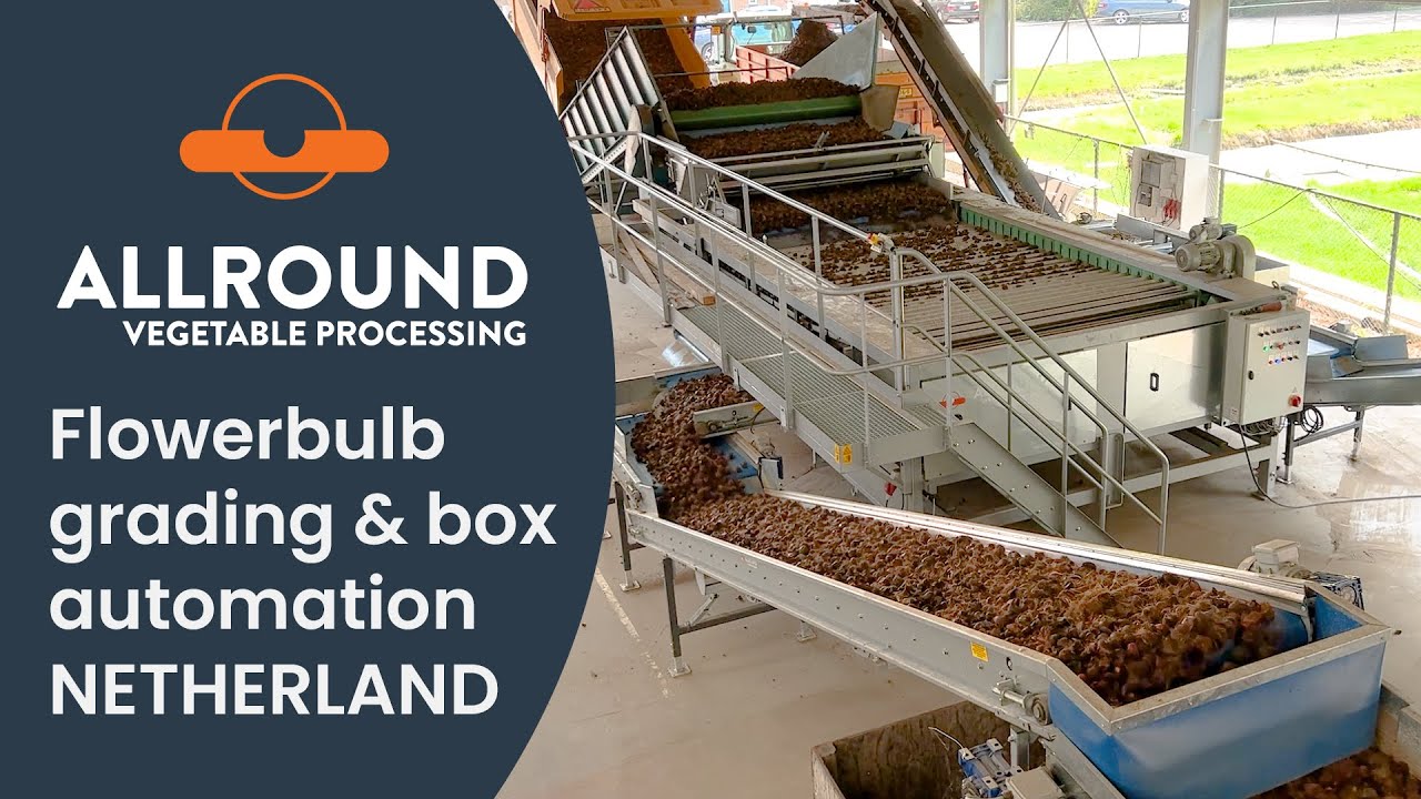 Flower bulb grading & box automation | STE | Netherlands | Allround Vegetable Processing - YouTube