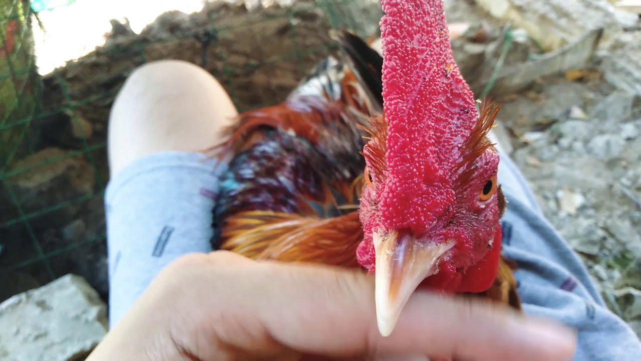 Cuddling my Pet Rooster - YouTube