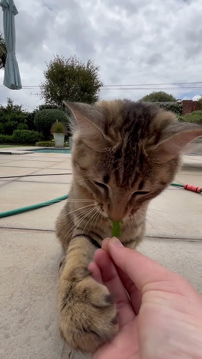 Cat vs Fresh Catnip - YouTube