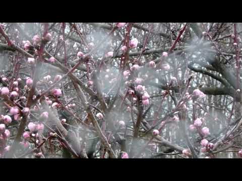 IN FLOWERING : PEACH TREES HAVE STARTED TO BLOOM IN SPRING 2023