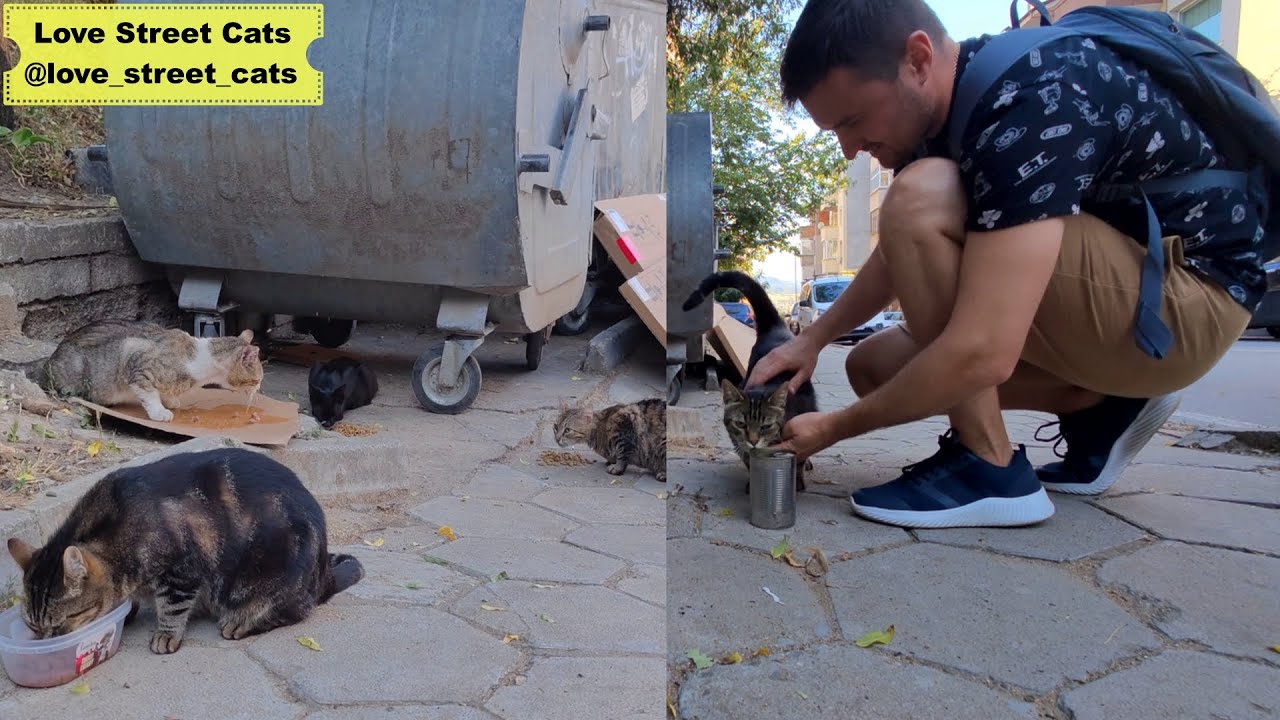 A Pack of Cats Rummage Through the Garbage in Search of Food to Survive ...