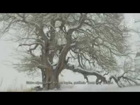 Azerbaycan Kurdleri Naxcvan serur Derekend 2020