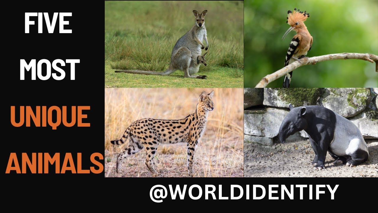 Five Most Unique Animals In The World - YouTube
