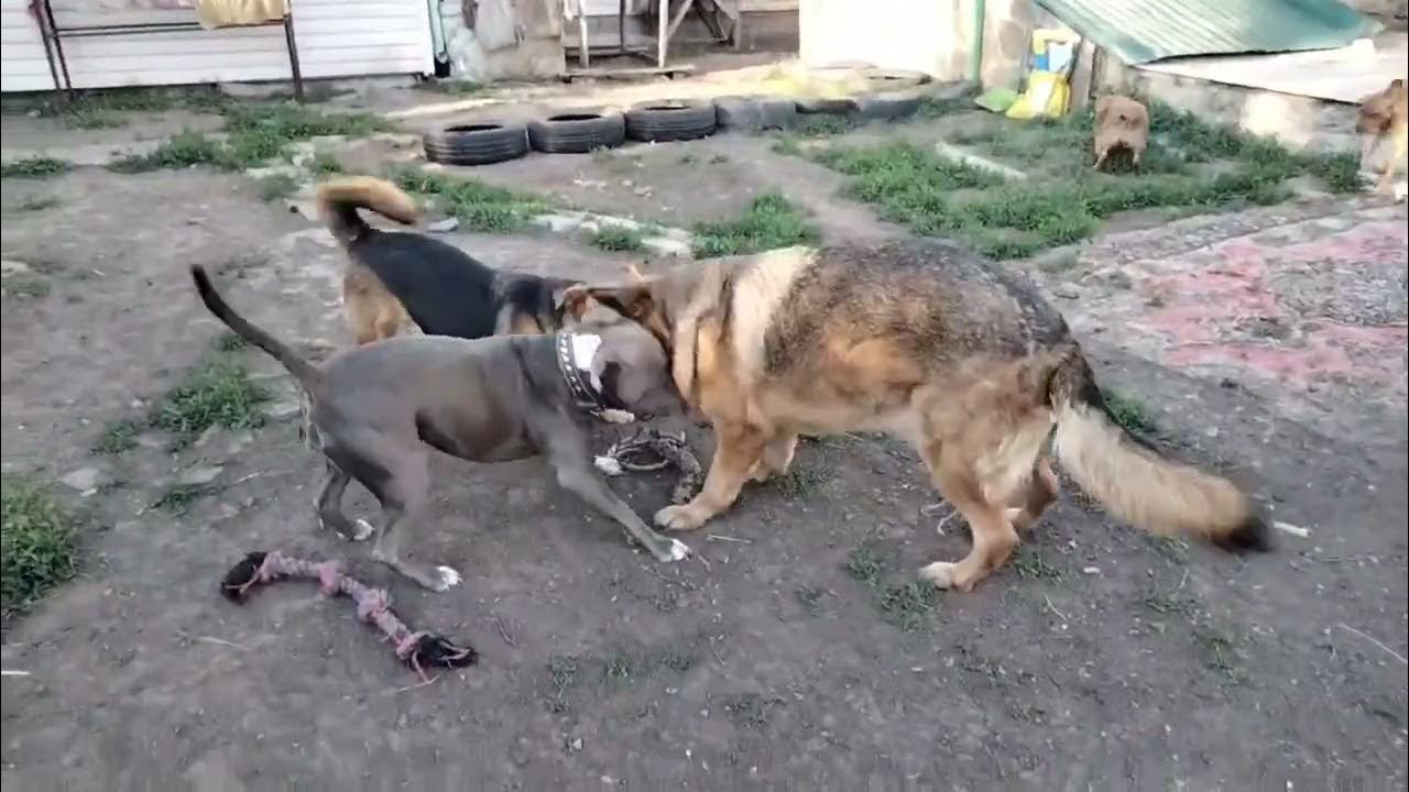 Хвостики пригласили и Лайзу в игру - YouTube