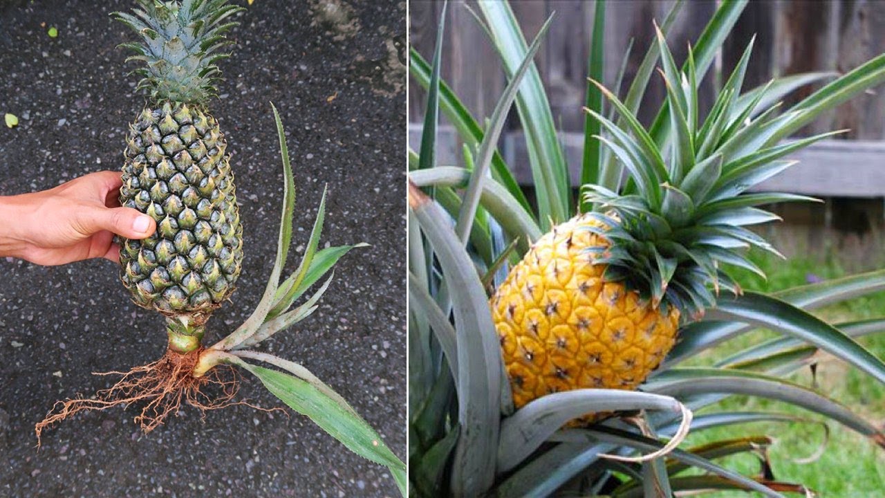 Propagating pineapple by fruit for beginners | Good ideas - YouTube