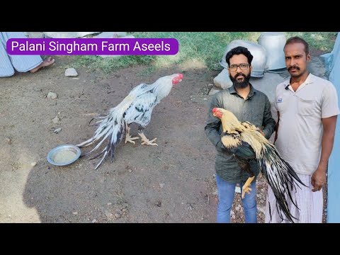 Palani Singham Farm Aseels - YouTube