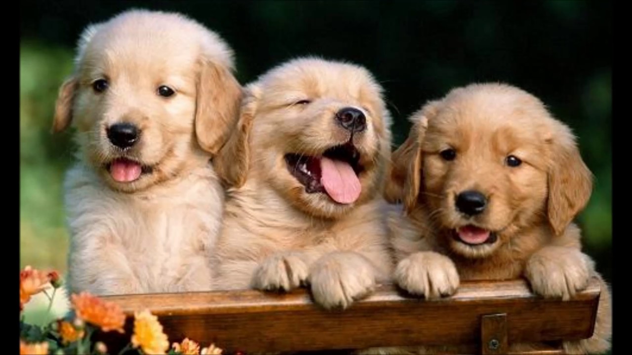 ANIMALES BONITOS - YouTube