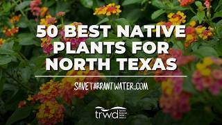 50 Best Native Plants for North Texas Gardens Edited