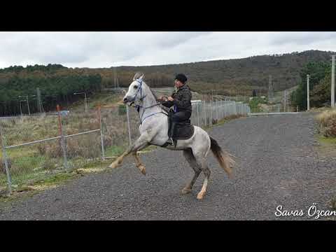 At şahlanma Şahlanan at