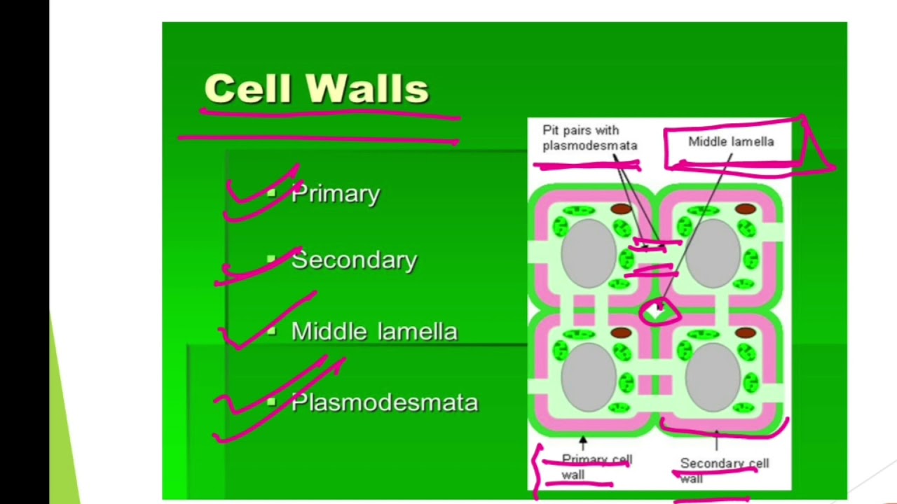 CELL: STRUCTURAL AND FUNCTIONAL UNIT | PART-2 | - YouTube