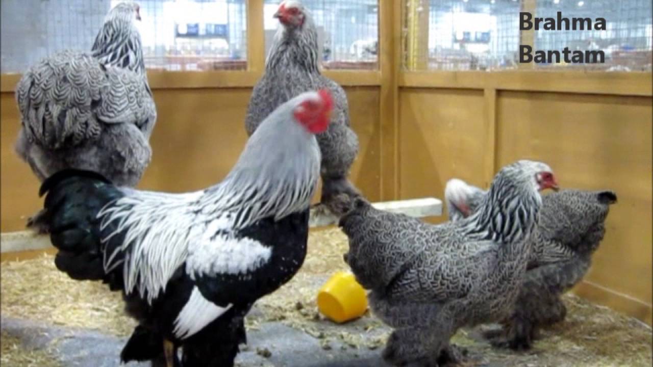 Bantam Rooster crowing - YouTube