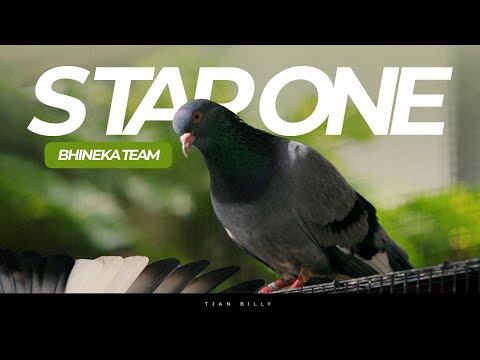 GREBEK KANDANG MERPATI STAR ONE BHINEKA SEMARANG