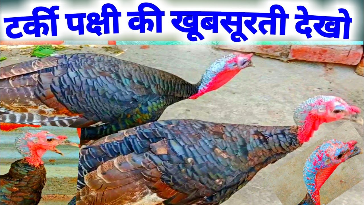 टर्की पक्षी की खूबसूरती देखो 🦃 Beautiful Turkey Bird , Turkey Birds ...