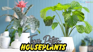 12 Stunning Tiger Pattern Houseplants #houseplants #indoorplants #gardening