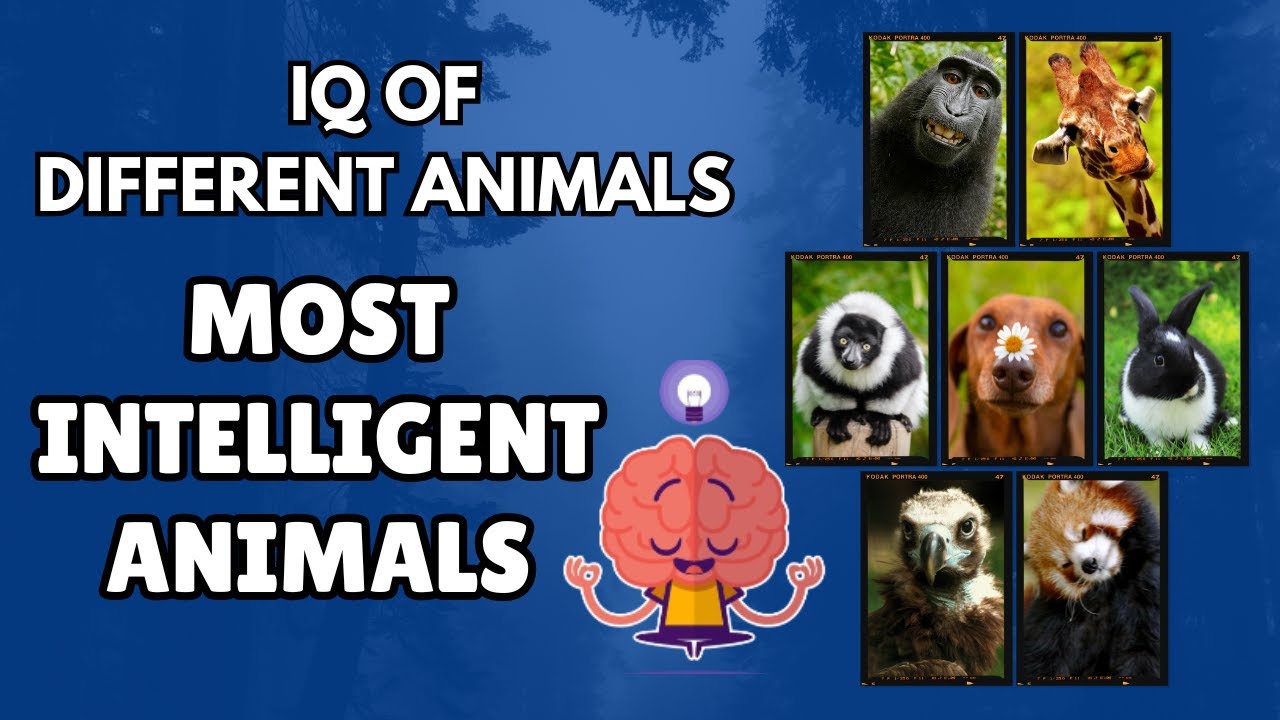 Most Intelligent Animals | IQ of Different Animals - YouTube