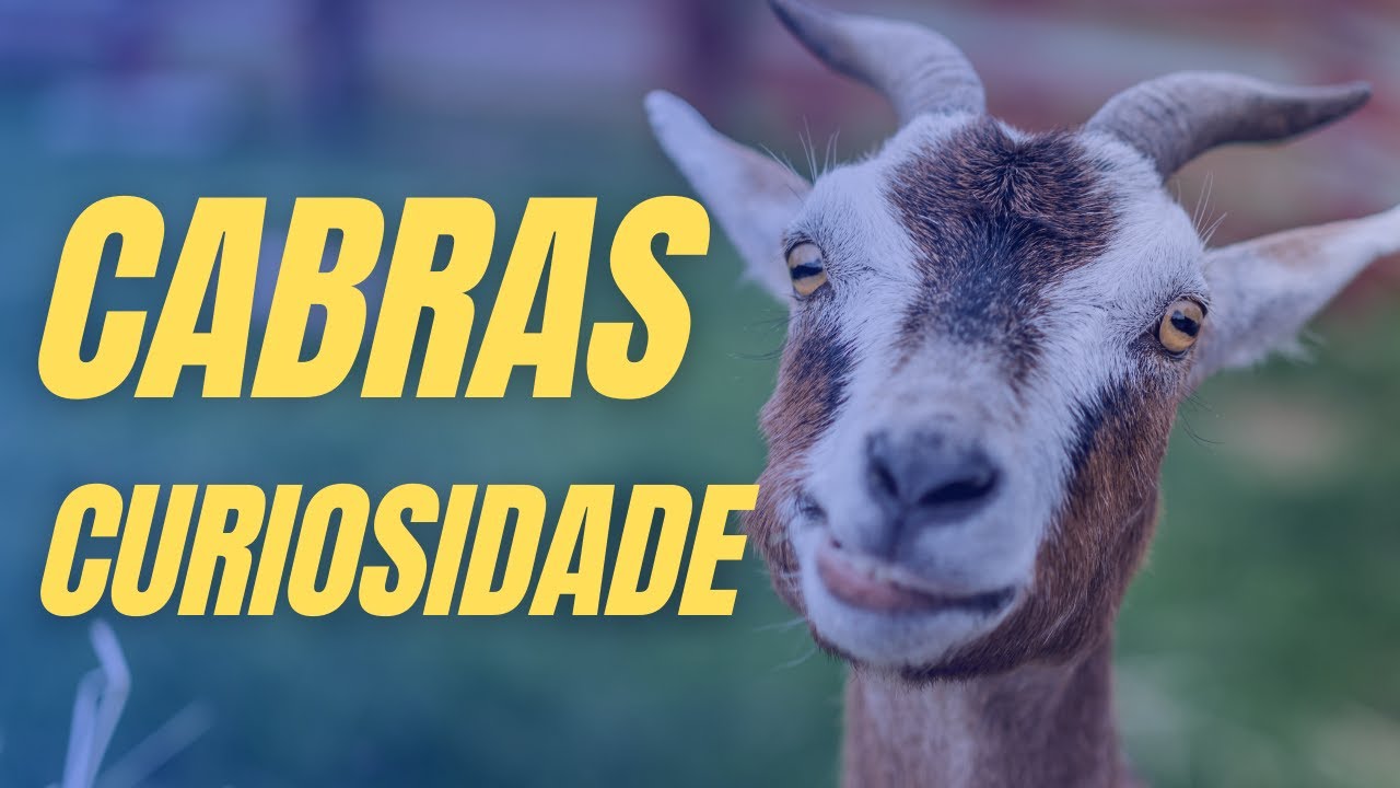 10 curiosidades sobre as cabras - YouTube