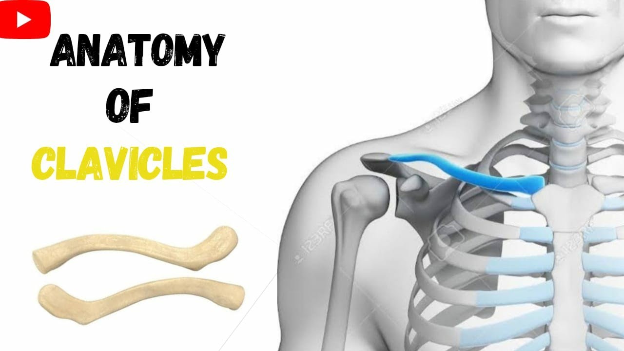 ANATOMY OF CLAVICLE WITH THEIR ATTACHMENT AND SIDE DETERMINATION ( part ...