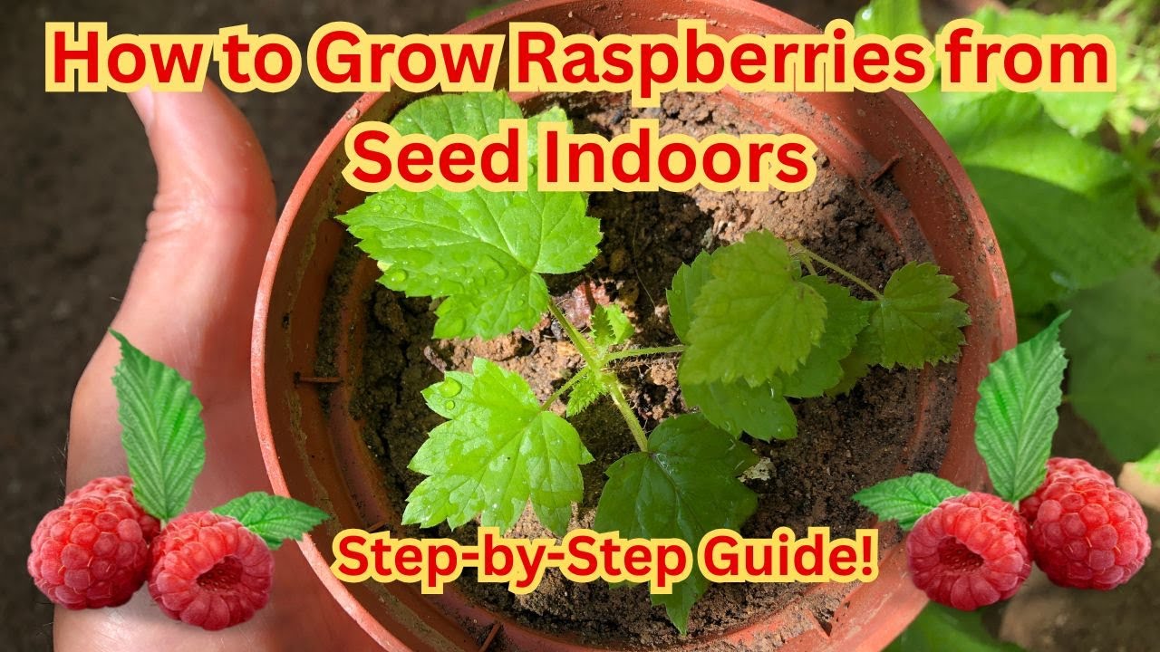 How to Grow Raspberries from Seed Indoors — Step-by-Step Guide!🍓# ...