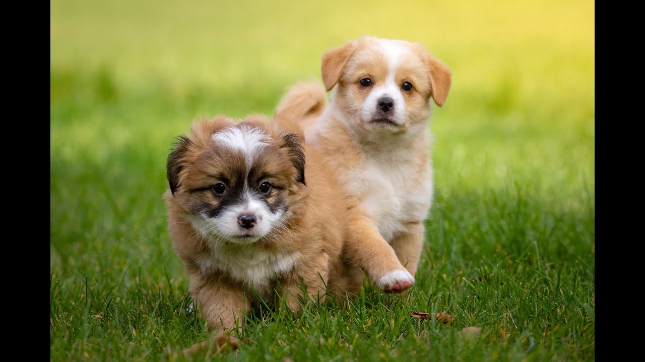 OMG! The Cutest and Funniest Baby Animals - YouTube