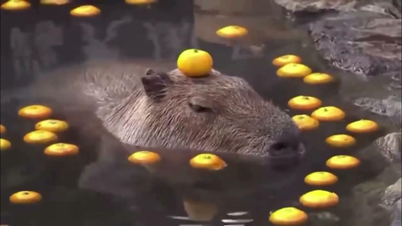 Educational Learning Material: Capybara - YouTube