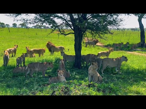 Makoma Lion Pride with 2 Huge Male Lions | Serengeti | 16 January 2026