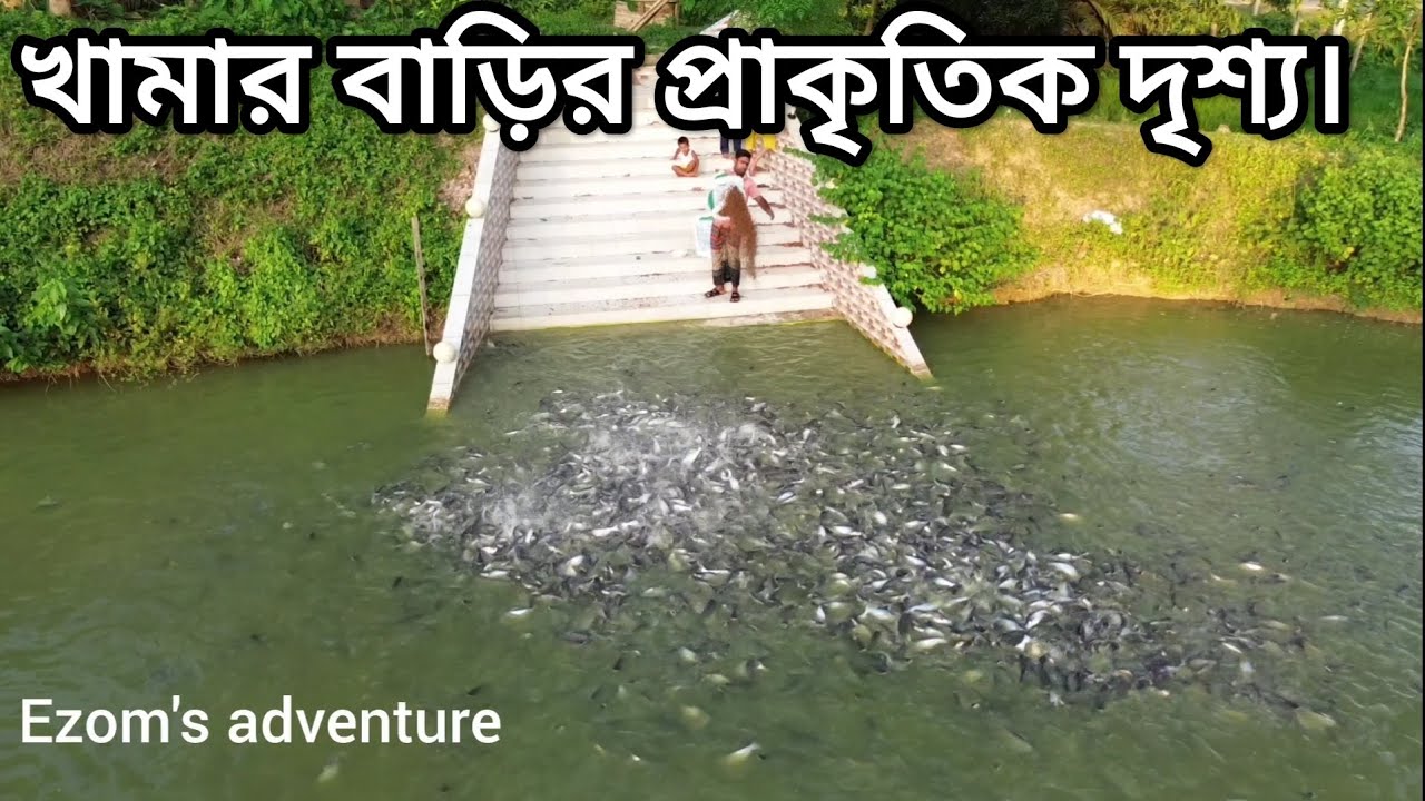 খামার বাড়ির প্রাকৃতিক দৃশ্য। মাছ চাষ khamar bari #khamarbari # ...